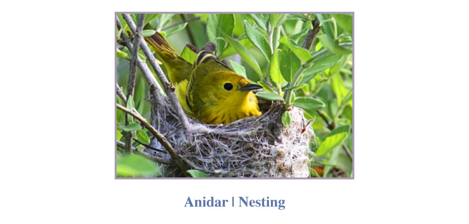 Anidar | Nesting | Mi Doctora Nancy